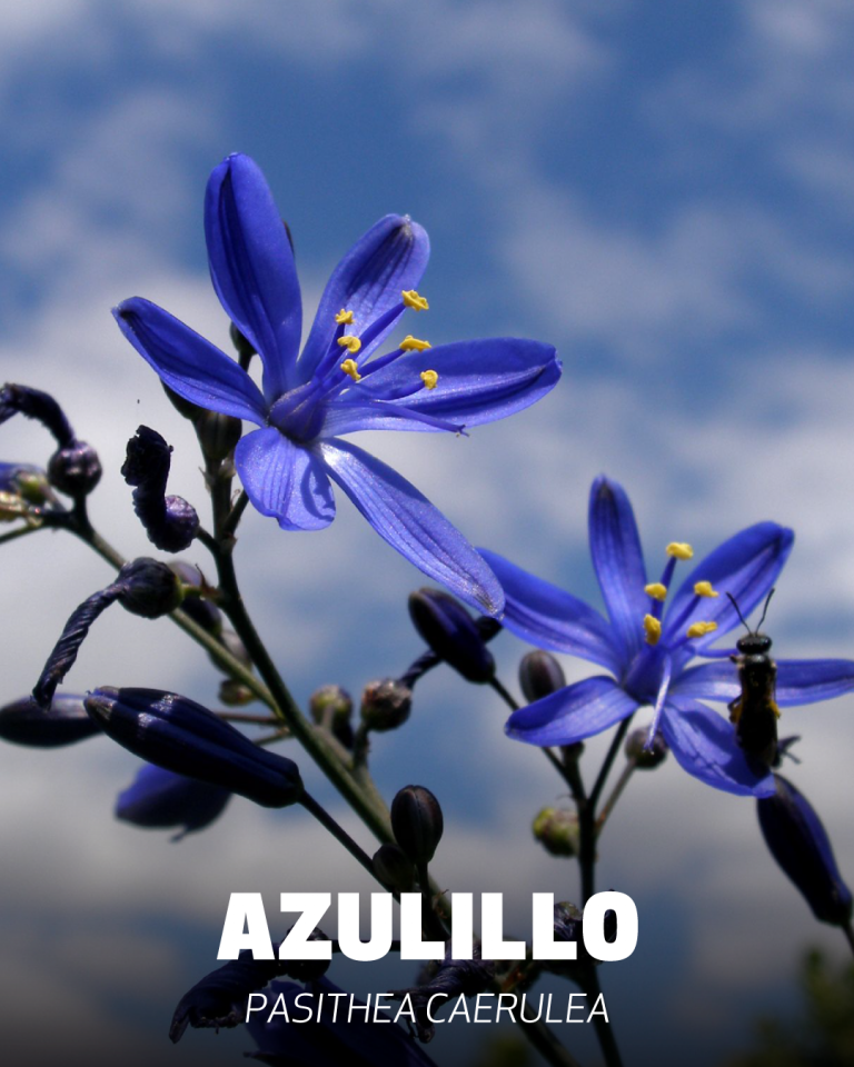 Jardines educativos – Vitacura Sustentable